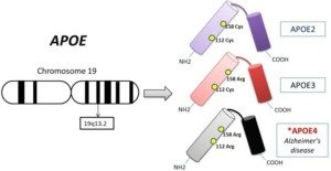 APOE4, Diet and Alzheimer’s Disease: Explained in Human Terms