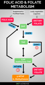MTHFR, Folic Acid and Folate: Should I Eat It?