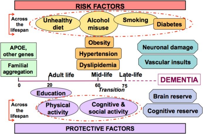 APOE4, Diet and Alzheimer’s Disease: Explained in Human Terms APOE4, Diet and Alzheimer’s Disease: Explained in Human Terms