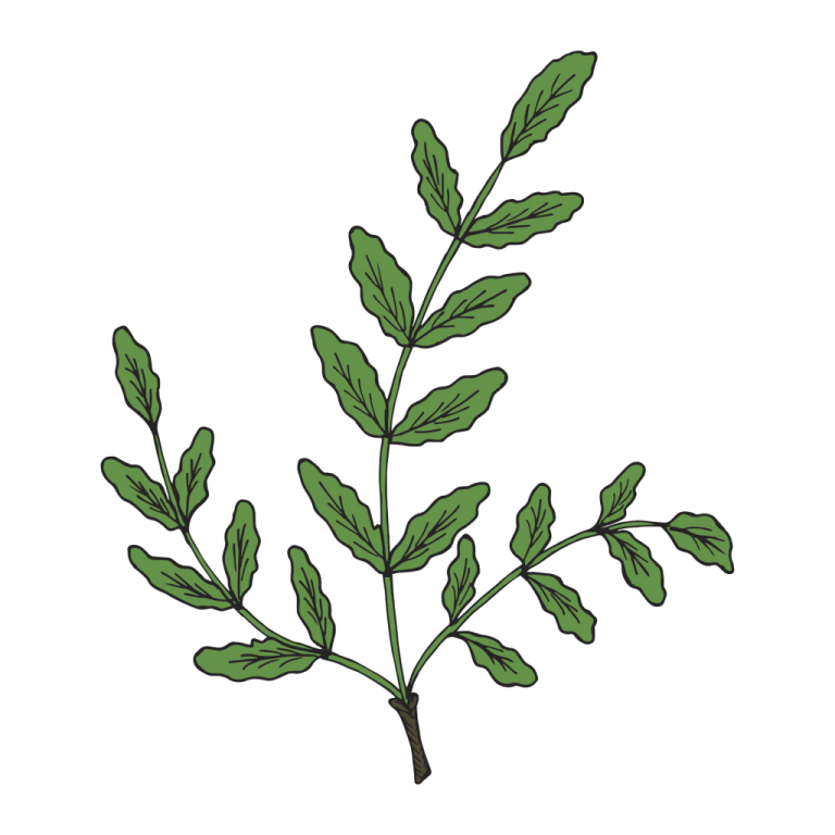 Boswellia Serrata (Frankincense): Anti-Inflammatory & Cancer Fighter ...
