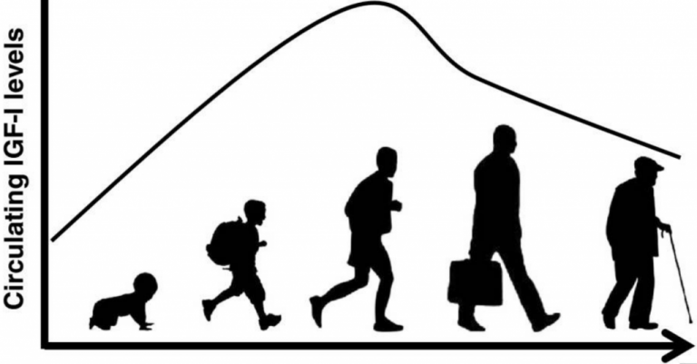 IGF-1: Miracle Hormone or Health Hazard? | Diet vs Disease