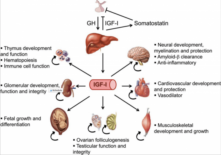 IGF 1 Miracle Hormone Or Health Hazard Diet Vs Disease IGF 1 Miracle Hormone Or Health Hazard Diet Vs Disease