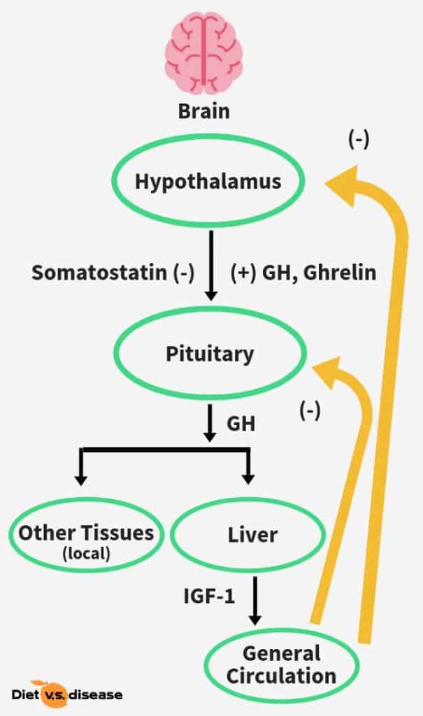 IGF 1 Miracle Hormone Or Health Hazard Diet Vs Disease IGF 1 Miracle Hormone Or Health Hazard Diet Vs Disease