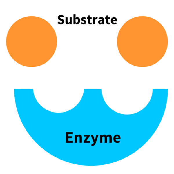 Bio X4 Probiotics: Do They Really Work? A Scientific Review | Diet vs ...