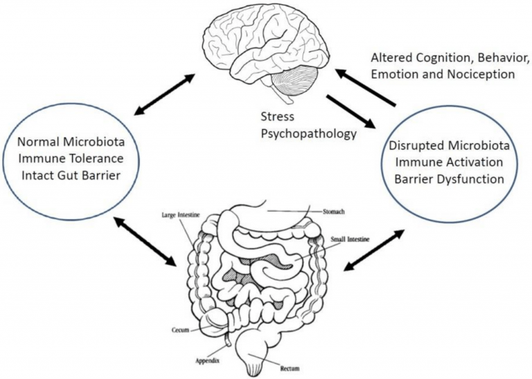The Gut-Brain Axis Explained in Plain English | Diet vs Disease